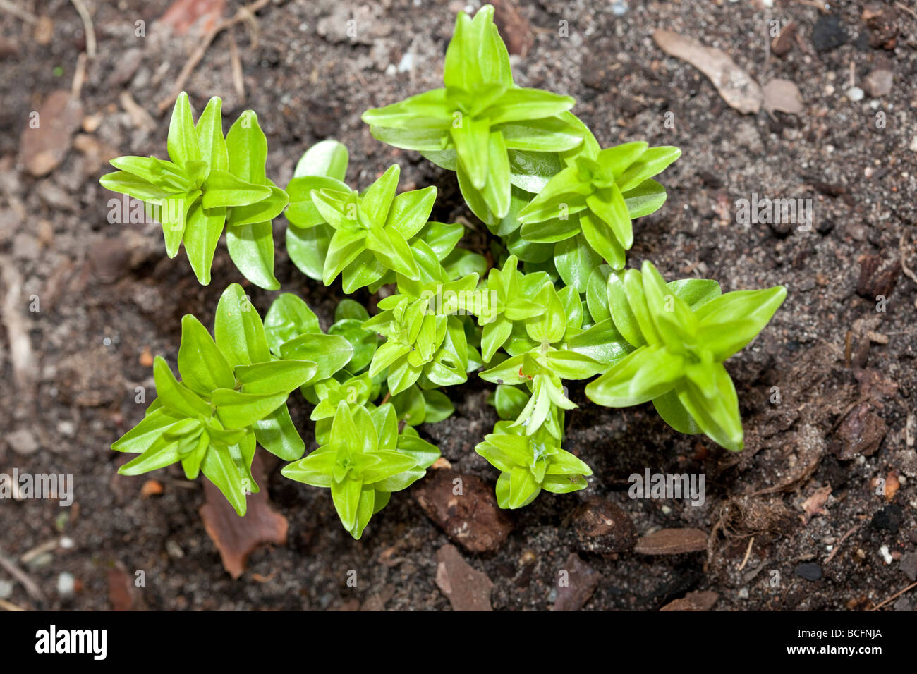 Star Gentian, Korsgentiana (Gentiana cruciata Stock Photo - Alamy