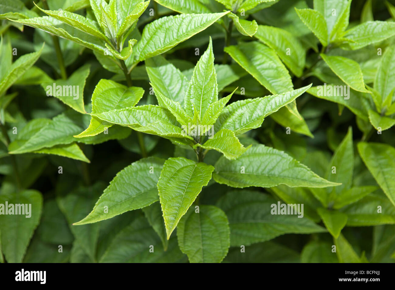Cheerful Sunflower, Präriesolros (Helianthus x laetiflorus Stock Photo ...