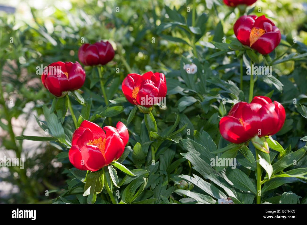 Dwarf Common Peony, Turkisk Pion (Paeonia peregrina Stock Photo - Alamy