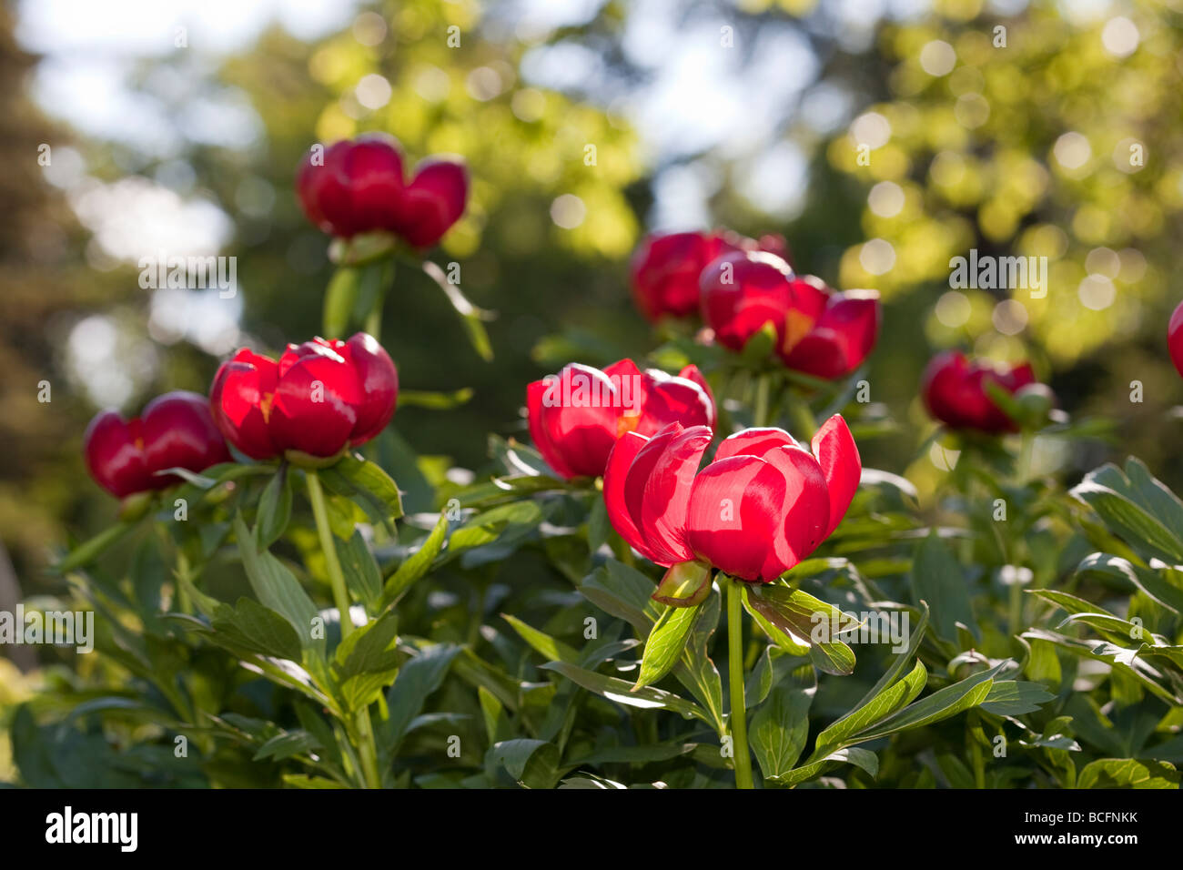 Dwarf Common Peony, Turkisk Pion (Paeonia peregrina Stock Photo - Alamy