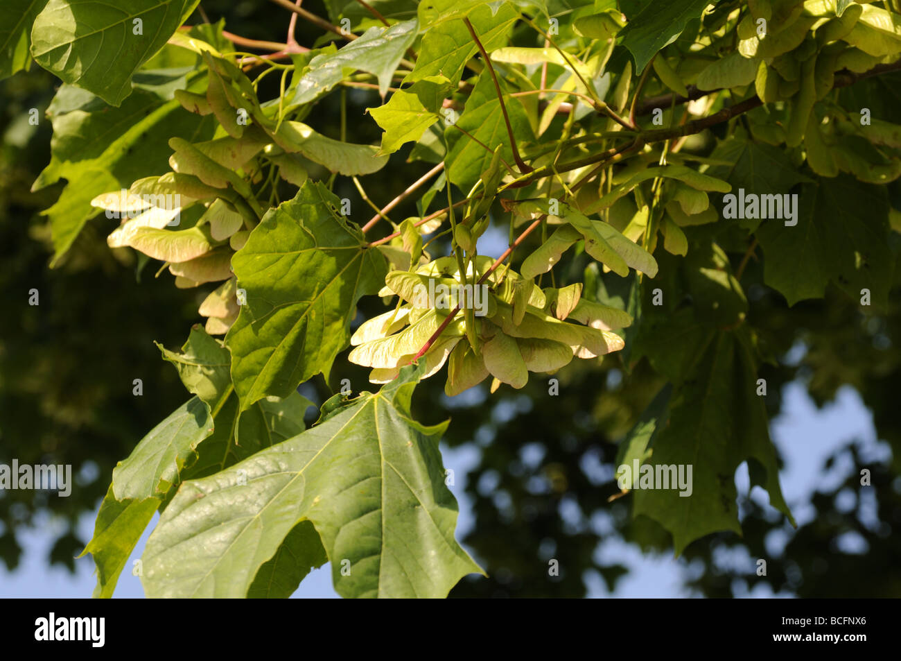 Helicopters seeds hi-res stock photography and images - Alamy
