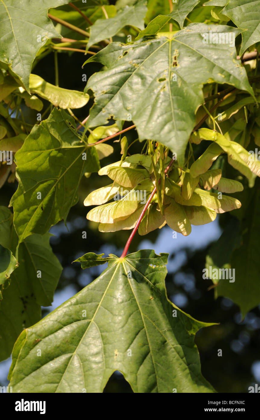 Helicopters seeds hi-res stock photography and images - Alamy