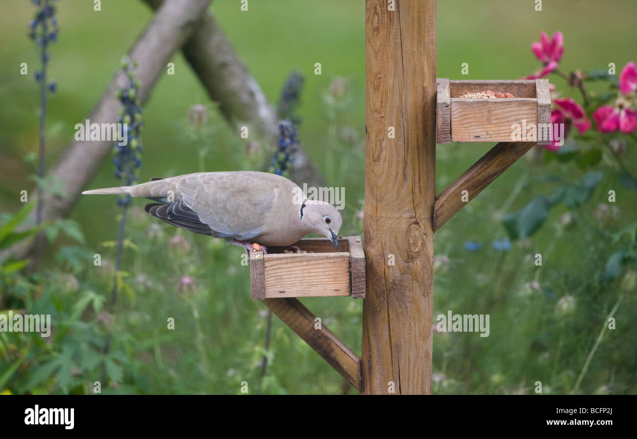 Collared Dove Streptopelia decaocto eating seed from Bird house in ...