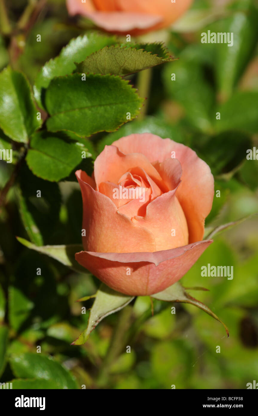 Rose sweet dream hi-res stock photography and images - Alamy