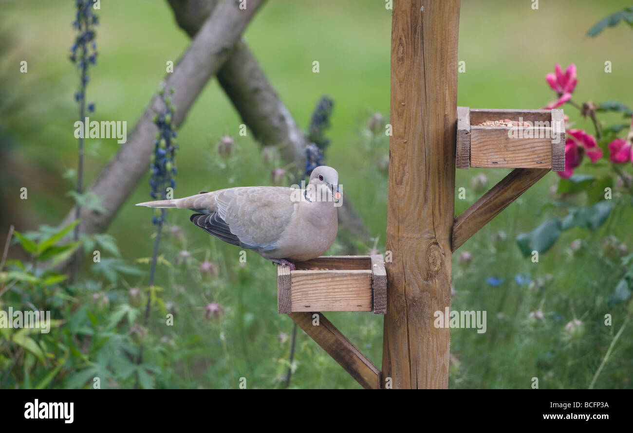 Collared Dove Streptopelia decaocto eating seed from Bird house in ...