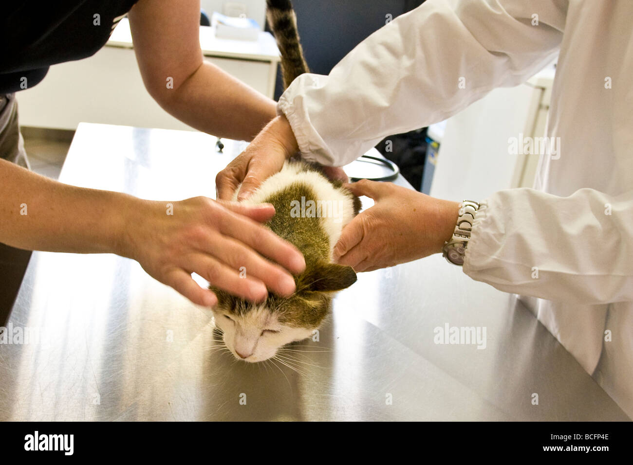 Animal doctor italy hi-res stock photography and images - Alamy