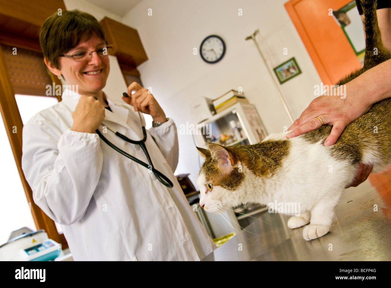 Animal animals dog hi-res stock photography and images - Alamy