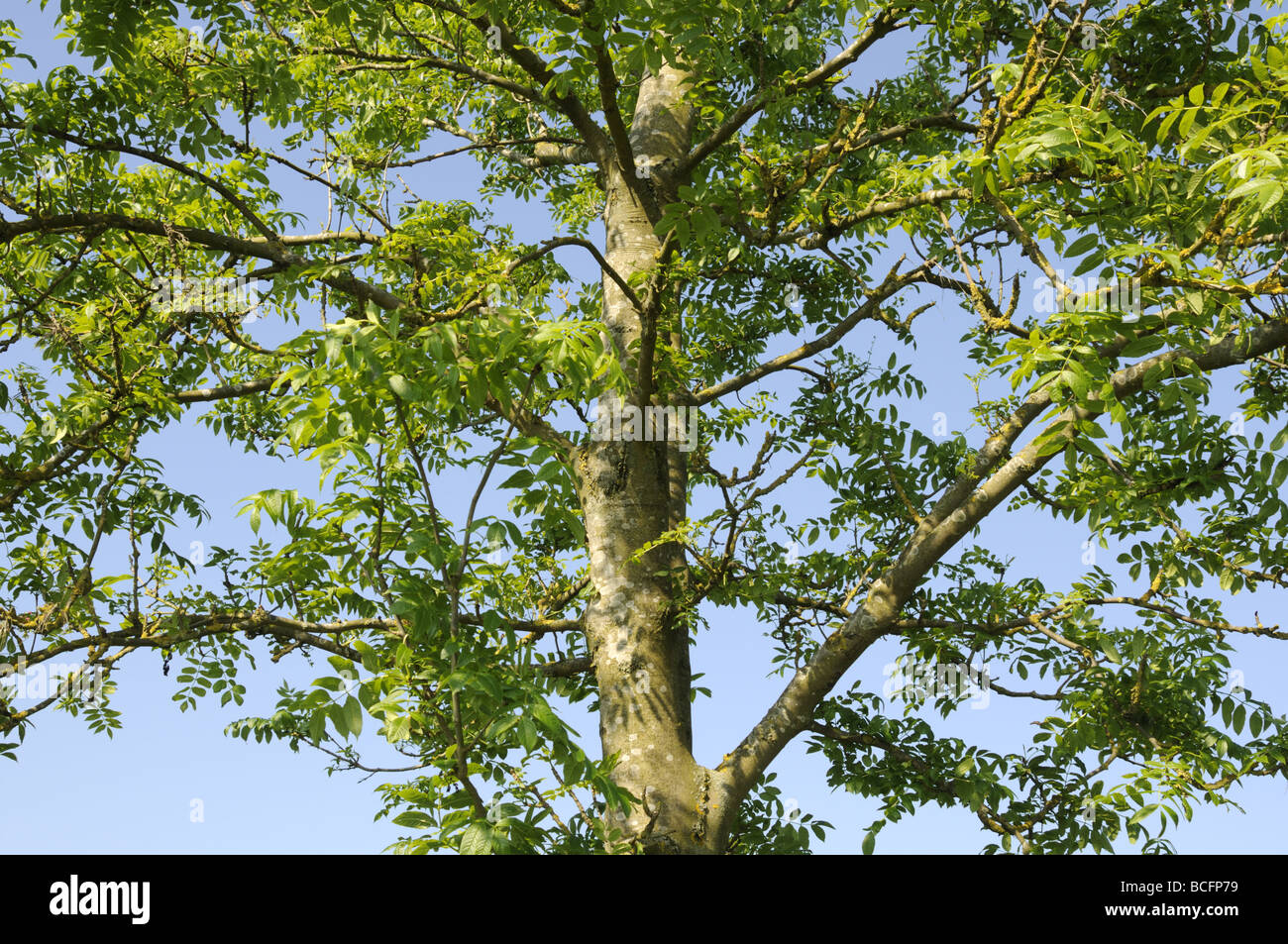 Grey brown trunk and branches hi-res stock photography and images - Alamy