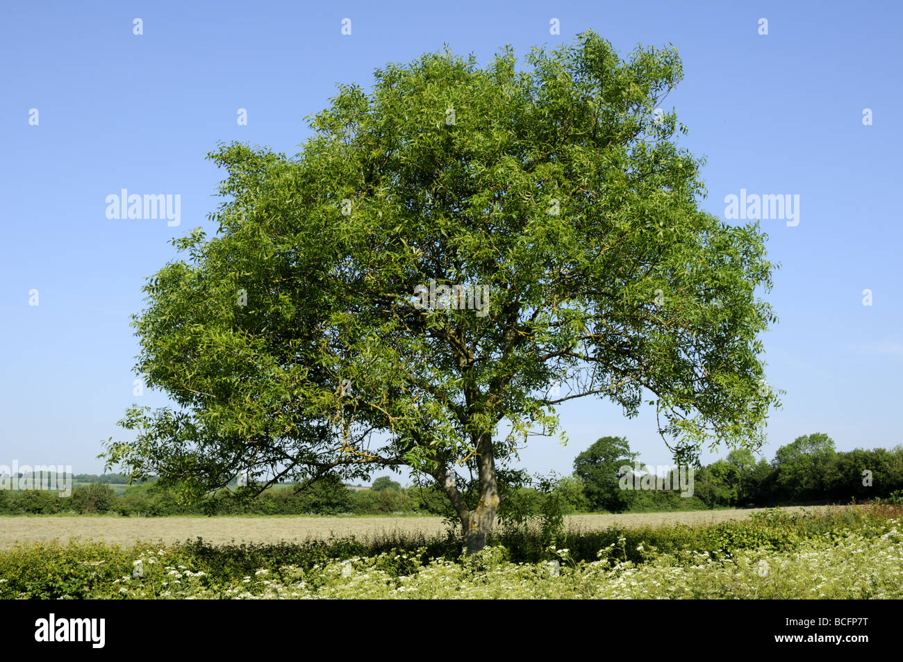 Tree in Hedgerow Stock Photo - Alamy