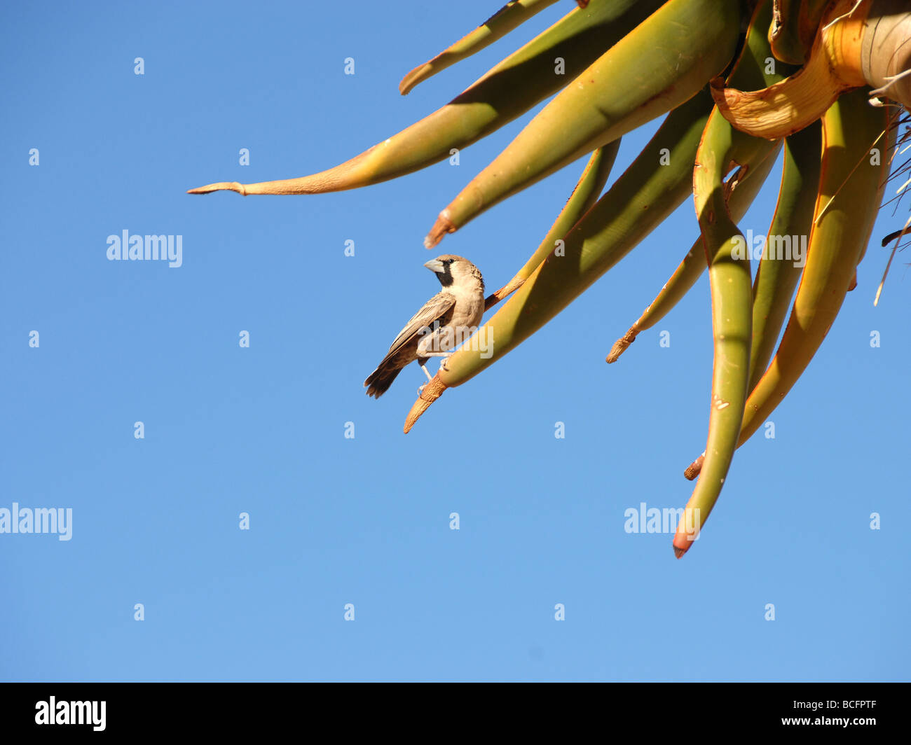 Quiver tree bird hi-res stock photography and images - Alamy