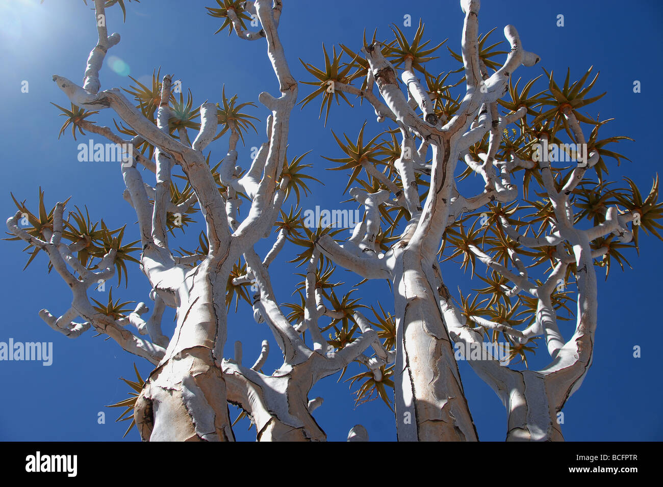 quiver trees in Namibia Stock Photo - Alamy