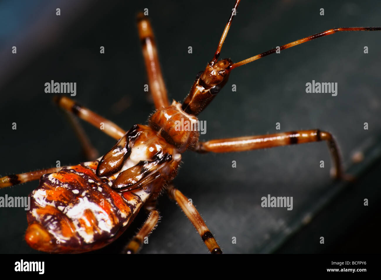 Assassin Bug Closeup Stock Photo - Alamy