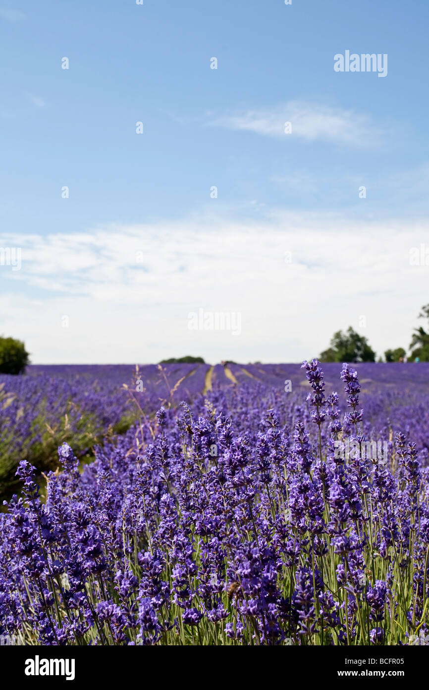 Lavender surrey uk hi-res stock photography and images - Alamy