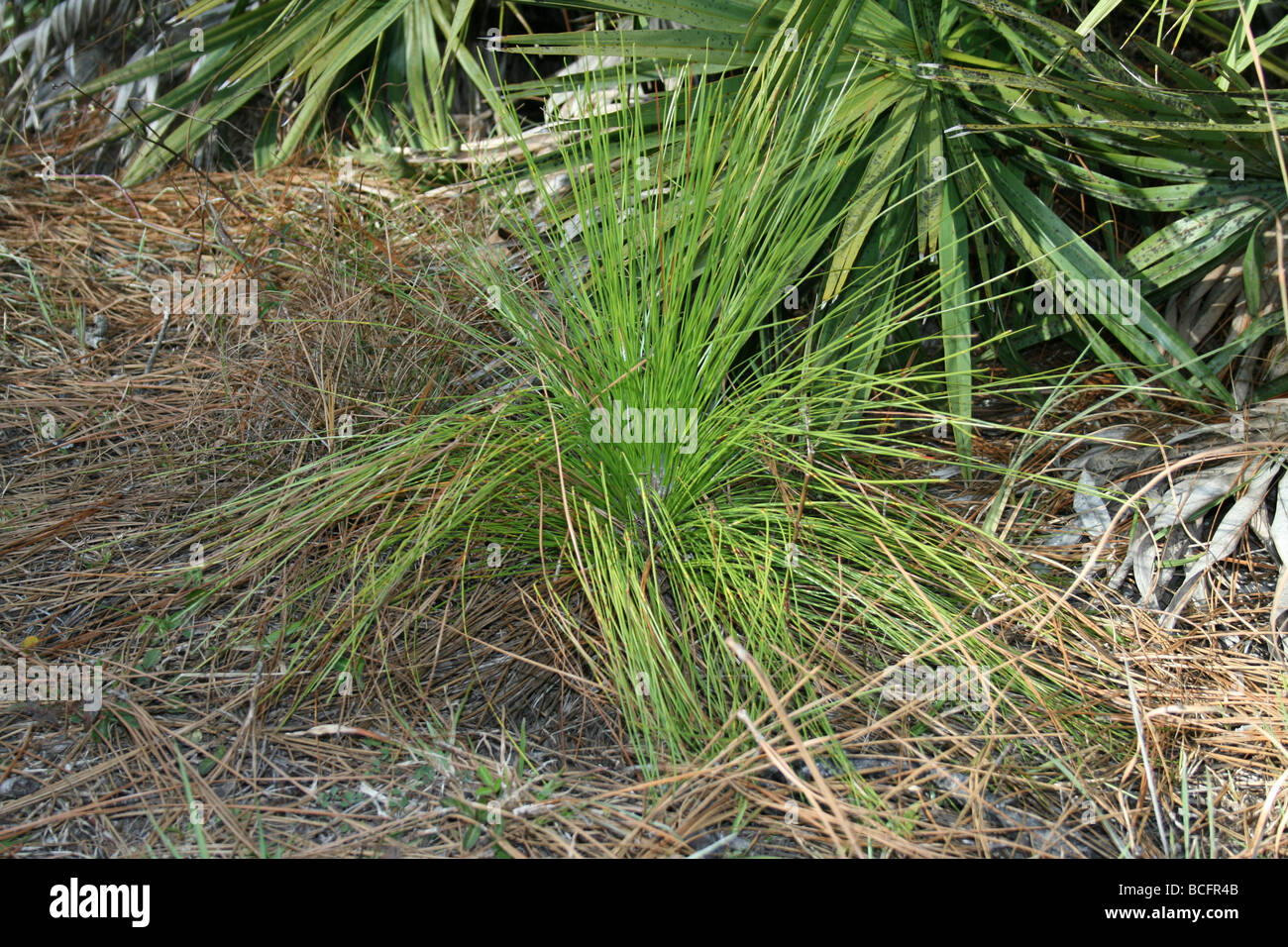 Longleaf pine tree seedling. (Pinus Palustris Stock Photo - Alamy