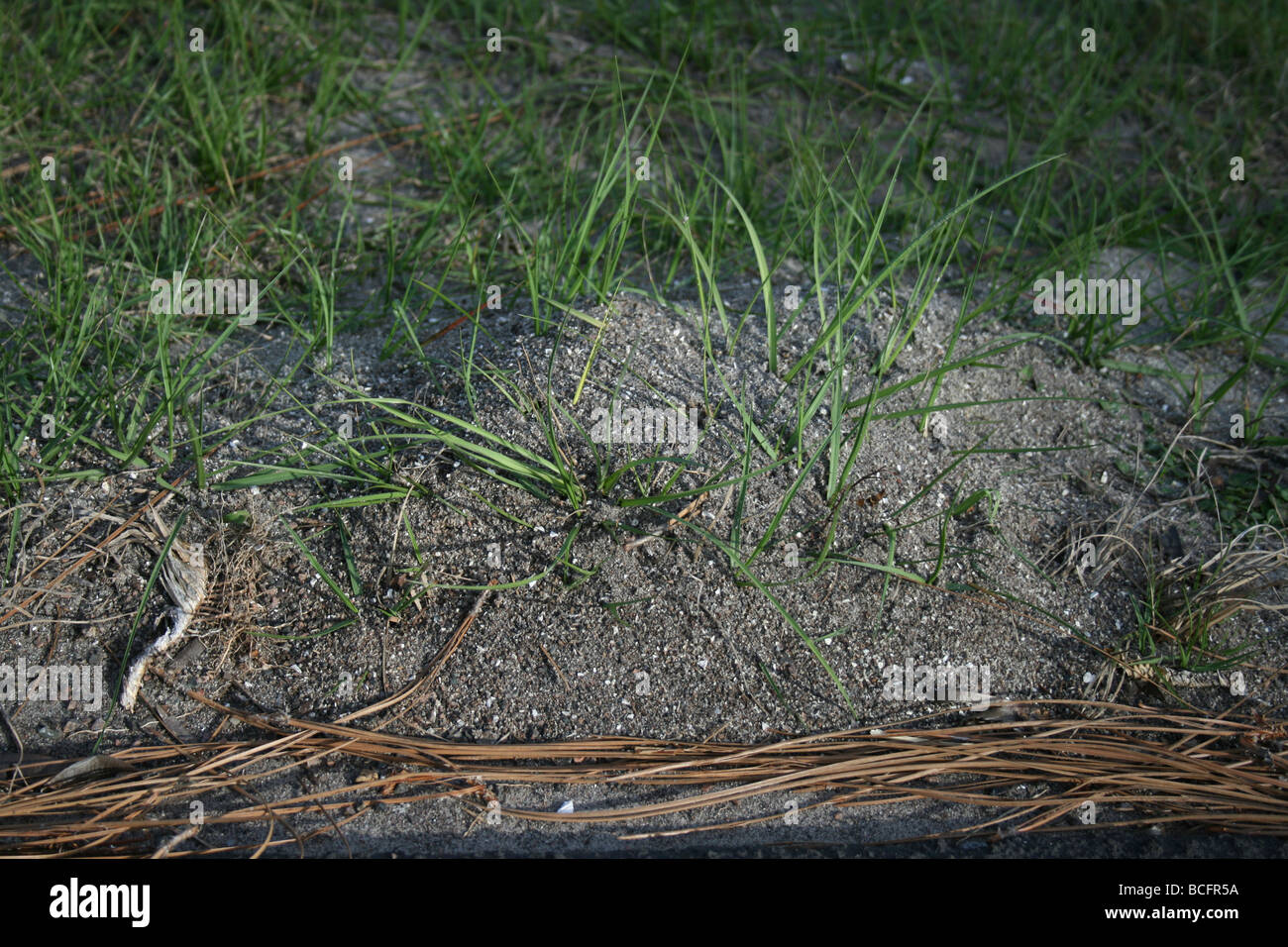 Fire ant mound in grass, Florida Stock Photo - Alamy