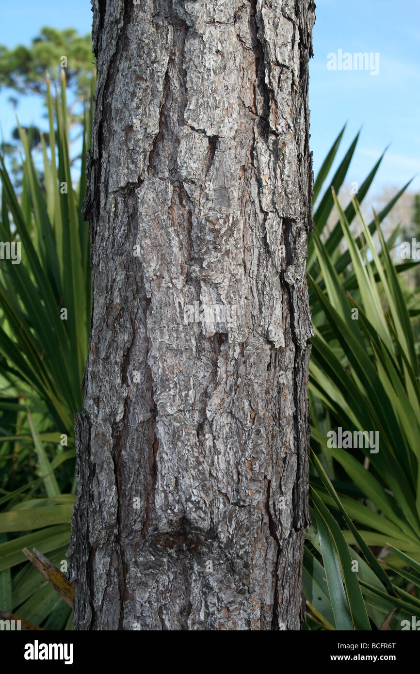 close-up of longleaf pine tree bark, Florida. (Pinus Palustris Stock ...