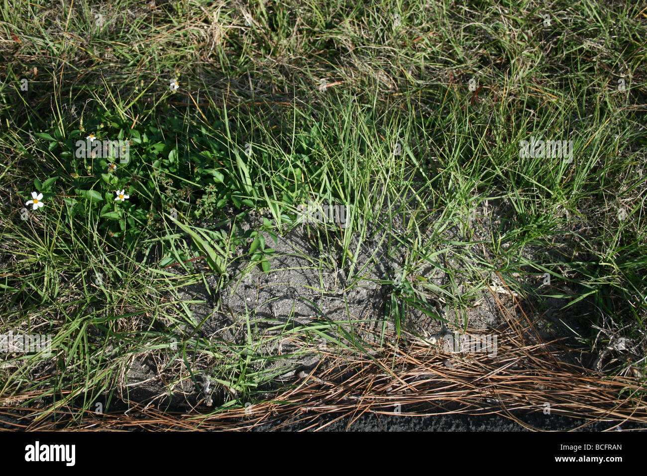 Fire ant mound in grass, Florida Stock Photo - Alamy