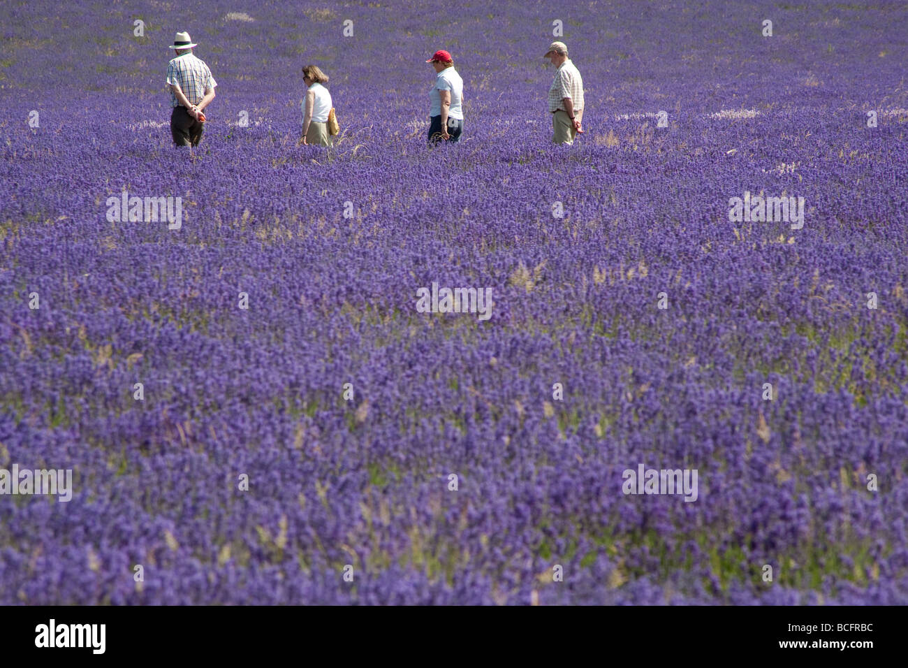 Lavender field surrey hi-res stock photography and images - Alamy