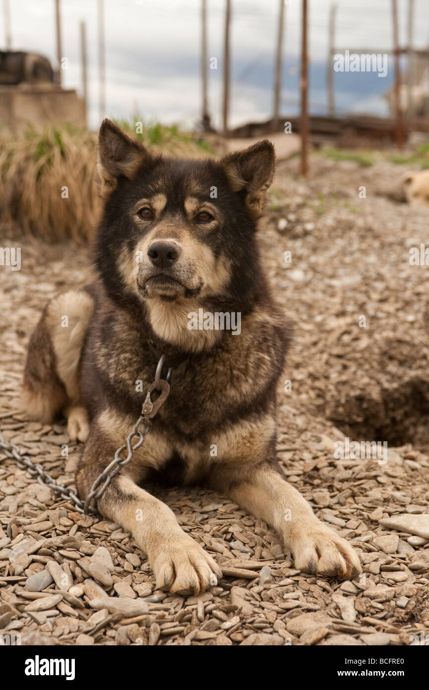 A SLED DOG IN A KENNEL TELLER ALASKA Stock Photo - Alamy