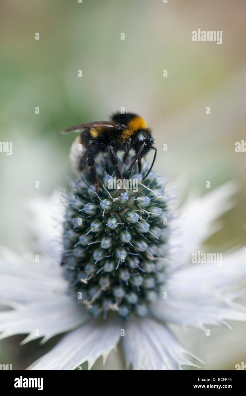 Bombus Lucorum. White tailed Bumble Bee on Eryngium giganteum 'silver ...
