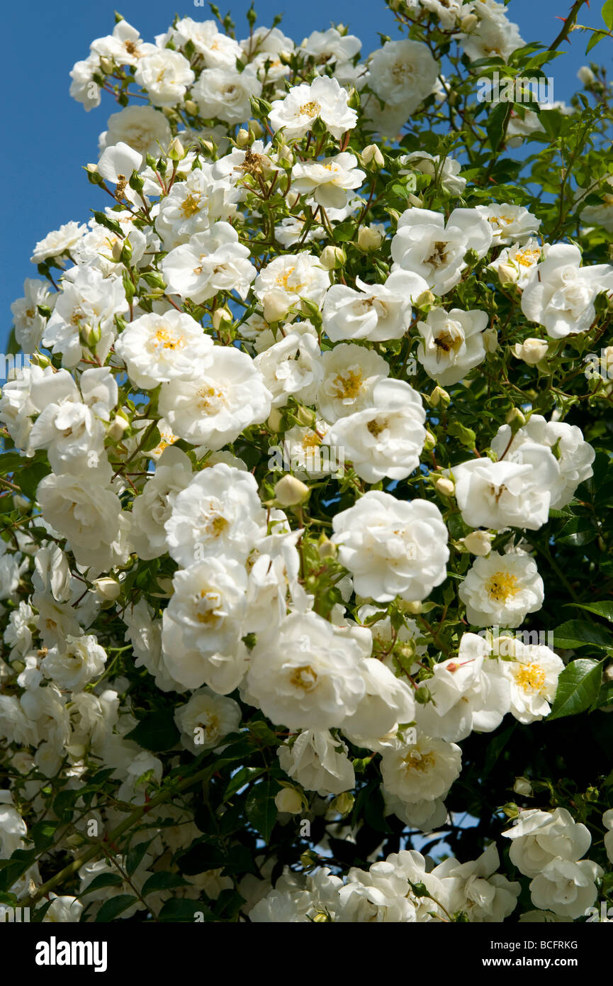 Rosa `Saunders White` rambling rose Stock Photo - Alamy