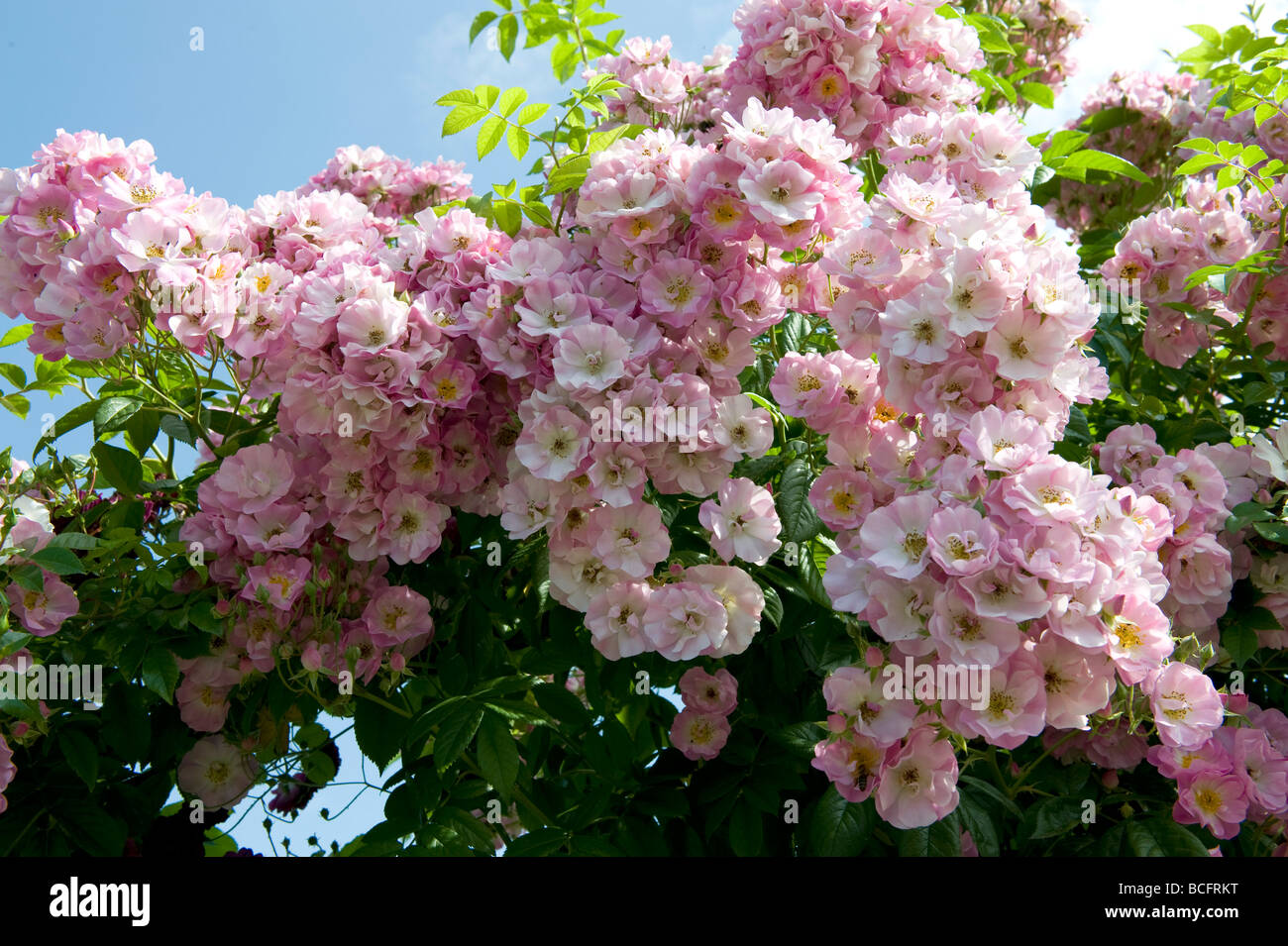Rosa Blush rambling rose with cupped light pink semi double flowers ...