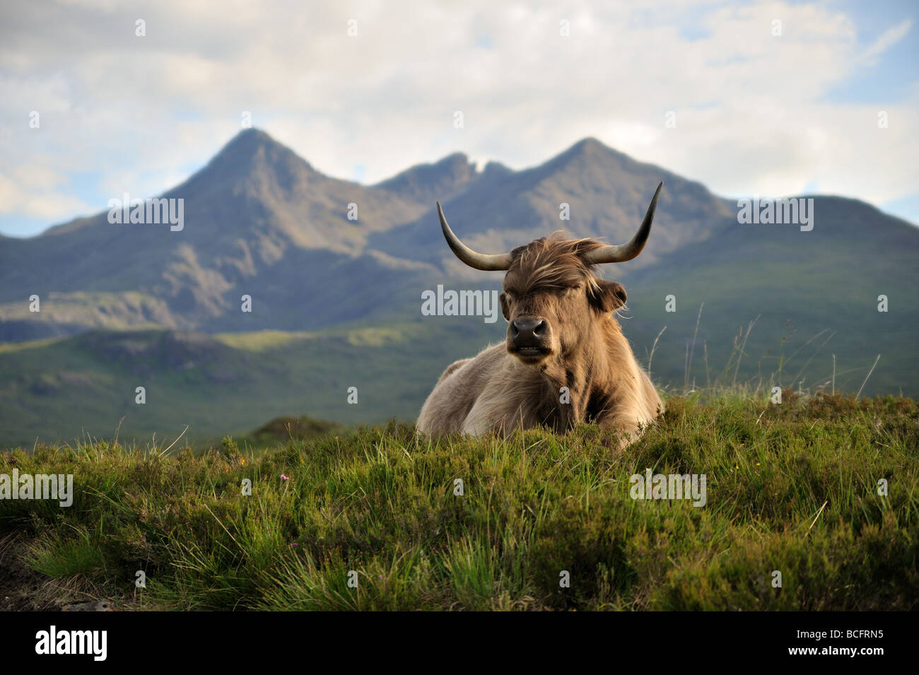 Highland cow sat in front of a mountainous landscape Stock Photo - Alamy