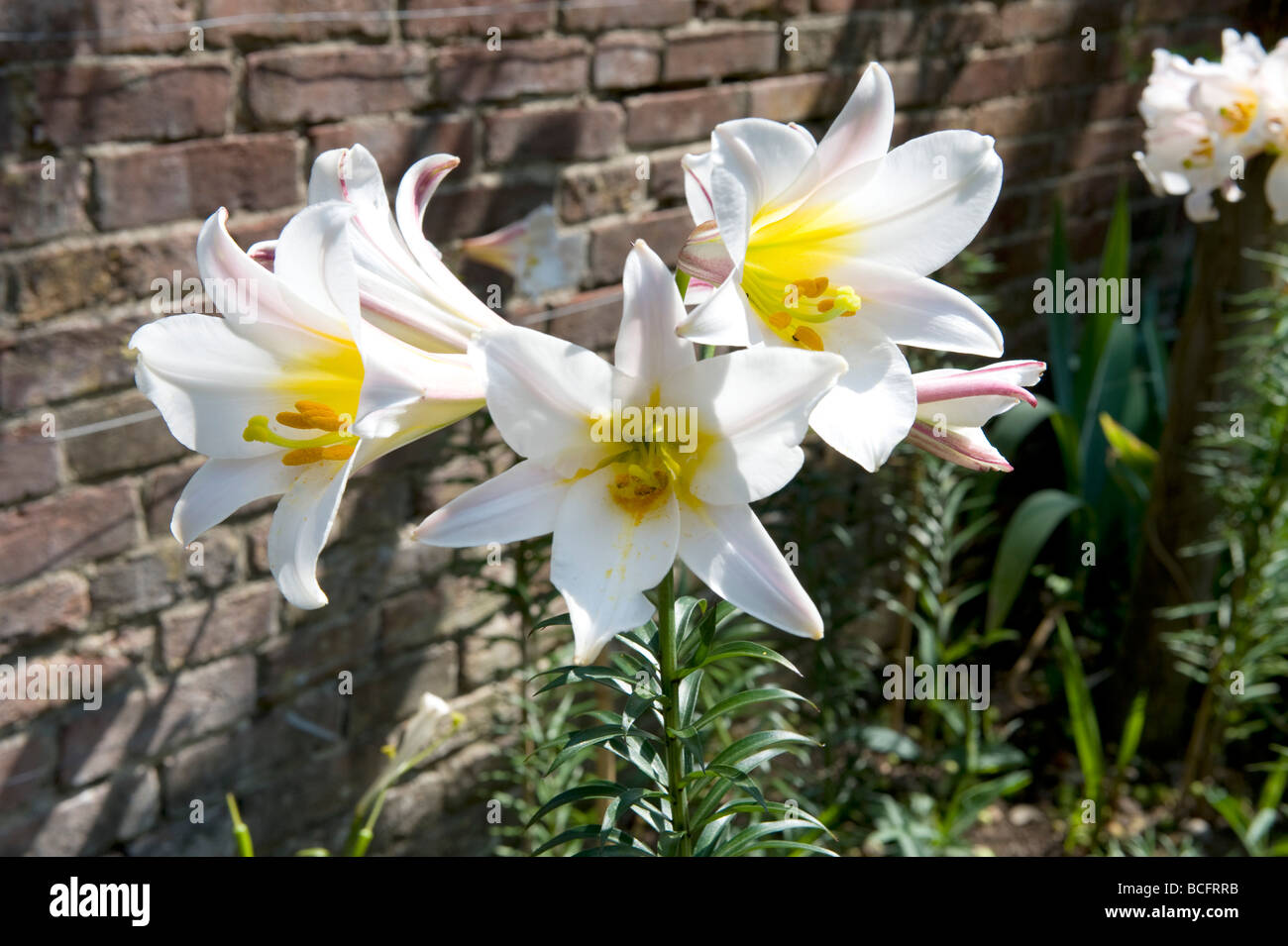 Liliaceae Lilium Lily regale `Regal Lily` Stock Photo - Alamy