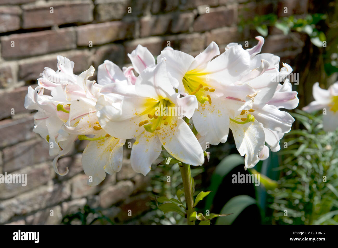 Liliaceae Lilium Lily regale `Regal Lily`. Beautiful collection of ...