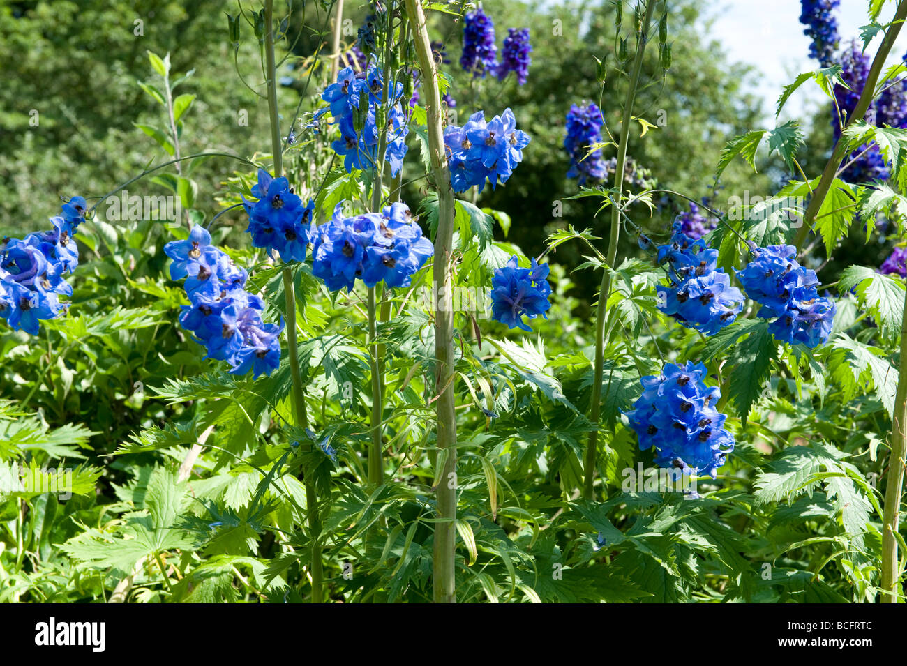 Fenella hi-res stock photography and images - Alamy