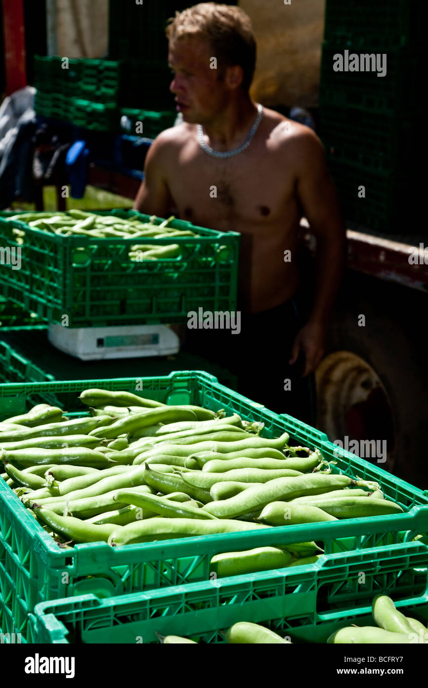 Harvesting beans uk hi-res stock photography and images - Alamy