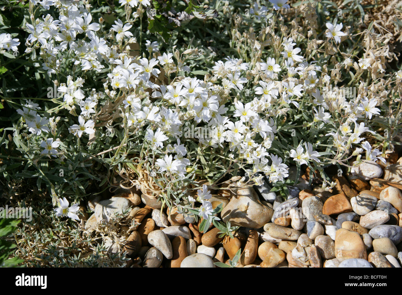 Cerastium tomentosum hi-res stock photography and images - Alamy