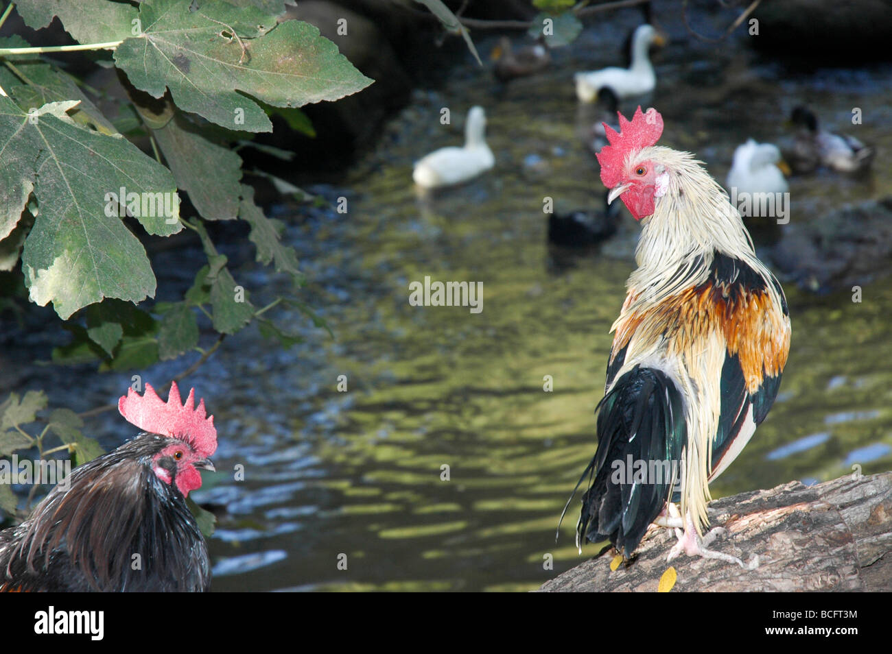 Two roosters with ducks in a pond in the background Stock Photo - Alamy