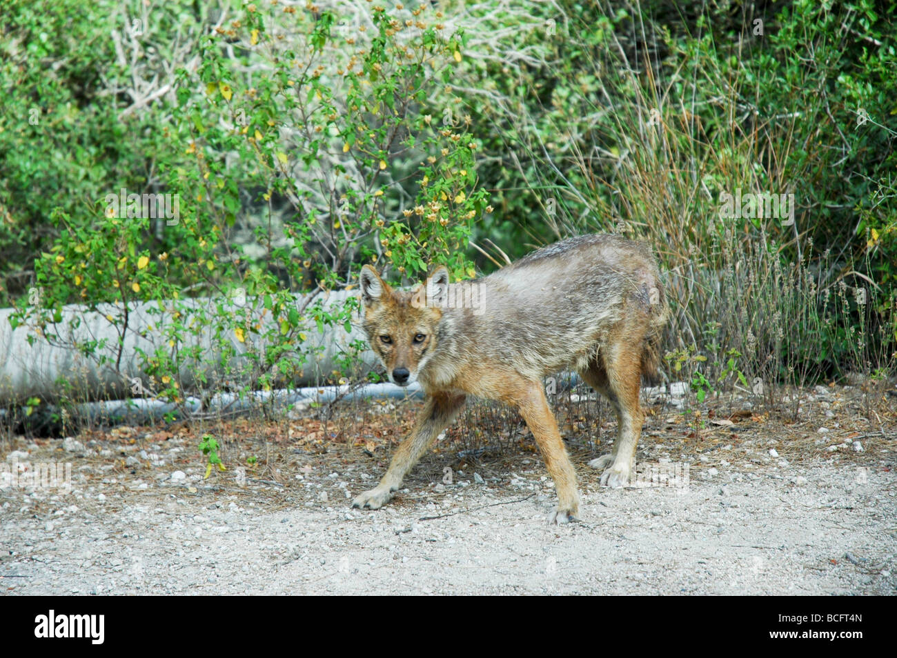 Golden Jackal Canis aureus also called the Asiatic Oriental or Common Jackal Israel Stock Photo ...