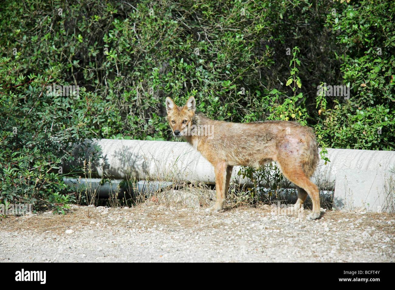 Golden Jackal Canis aureus also called the Asiatic Oriental or Common ...