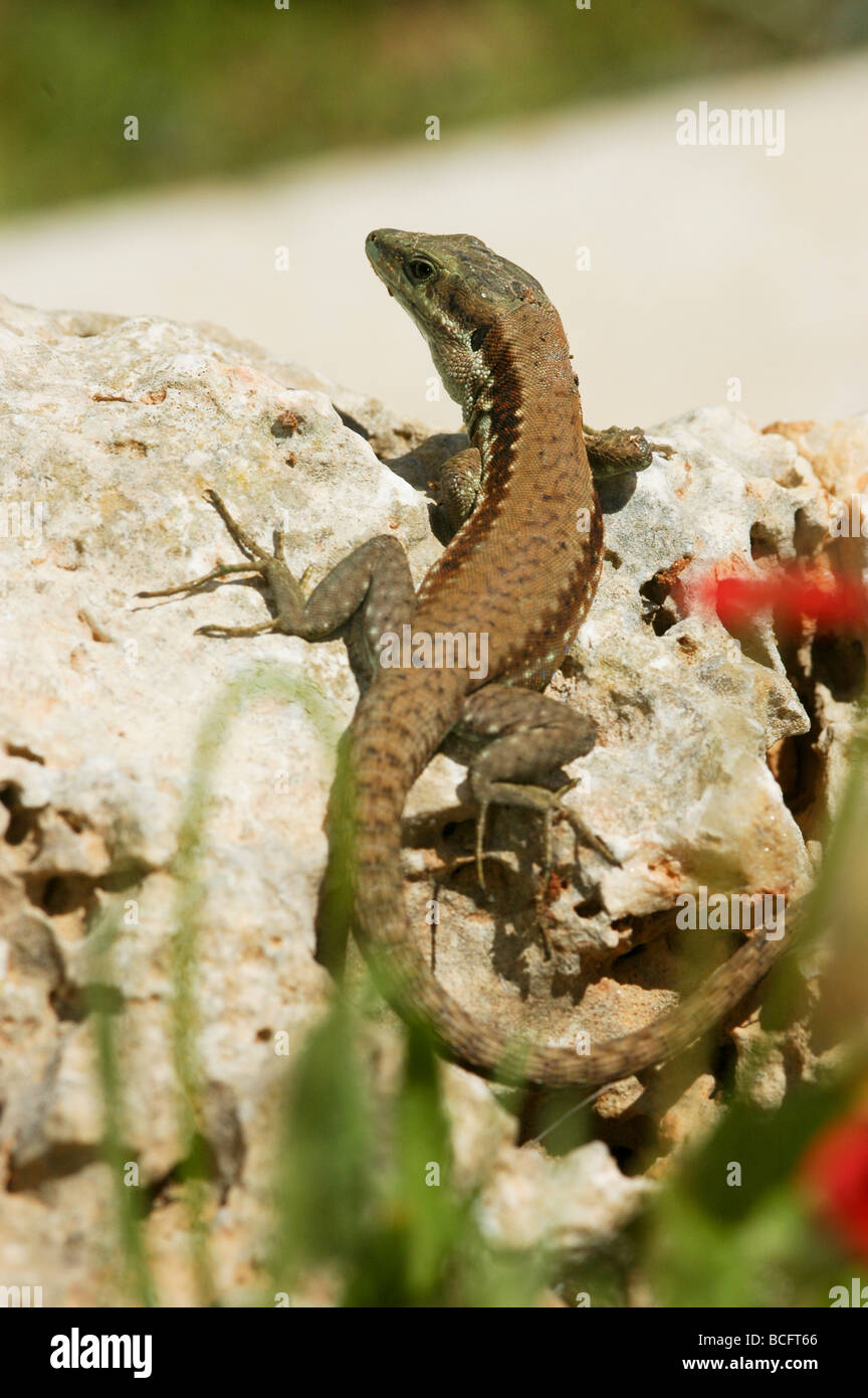 Jordan reptiles hi-res stock photography and images - Alamy