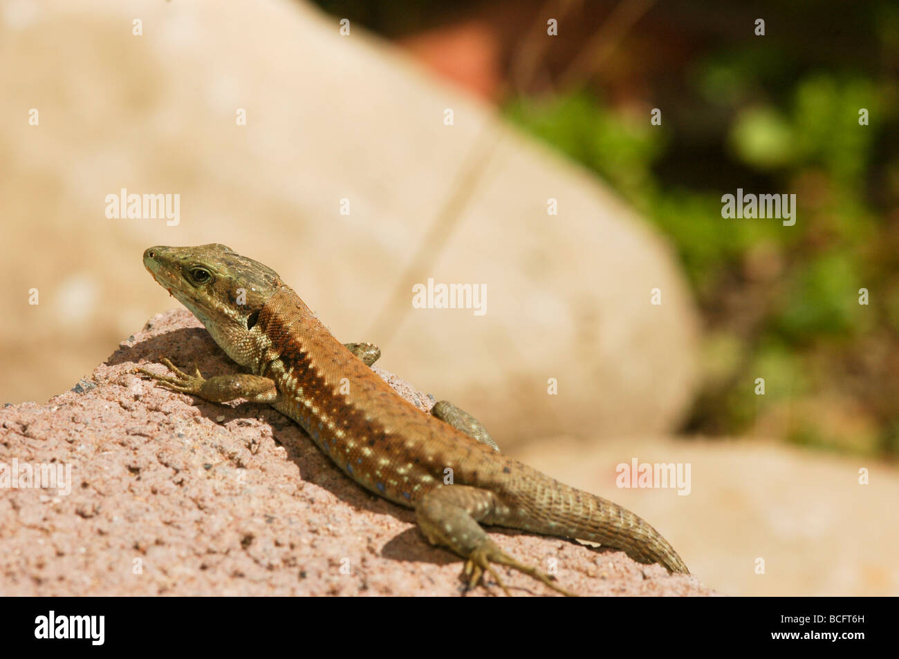 Lacerta lizards of cyprus hi-res stock photography and images - Alamy
