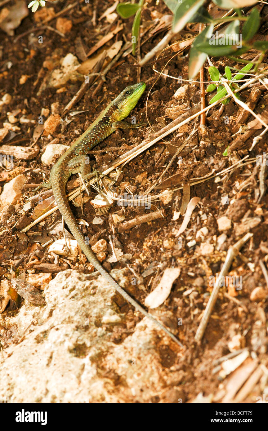 Lacerta lizards of cyprus hi-res stock photography and images - Alamy