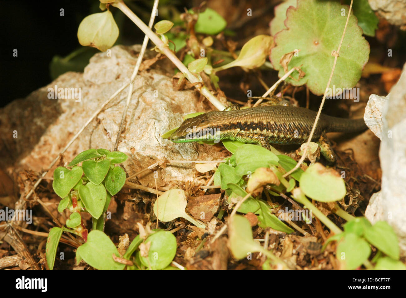 Jordan reptiles hi-res stock photography and images - Alamy