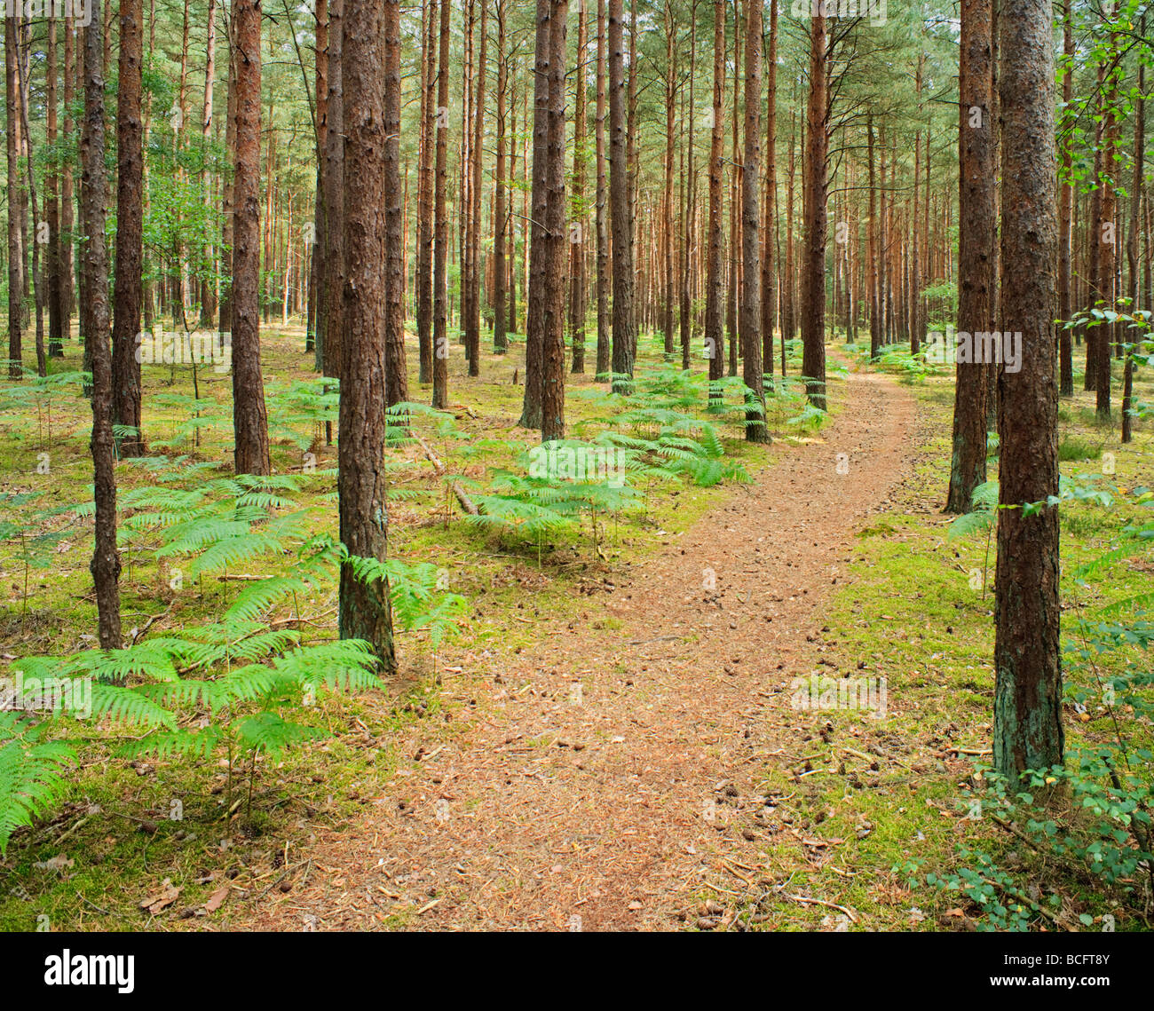 Pine Forest