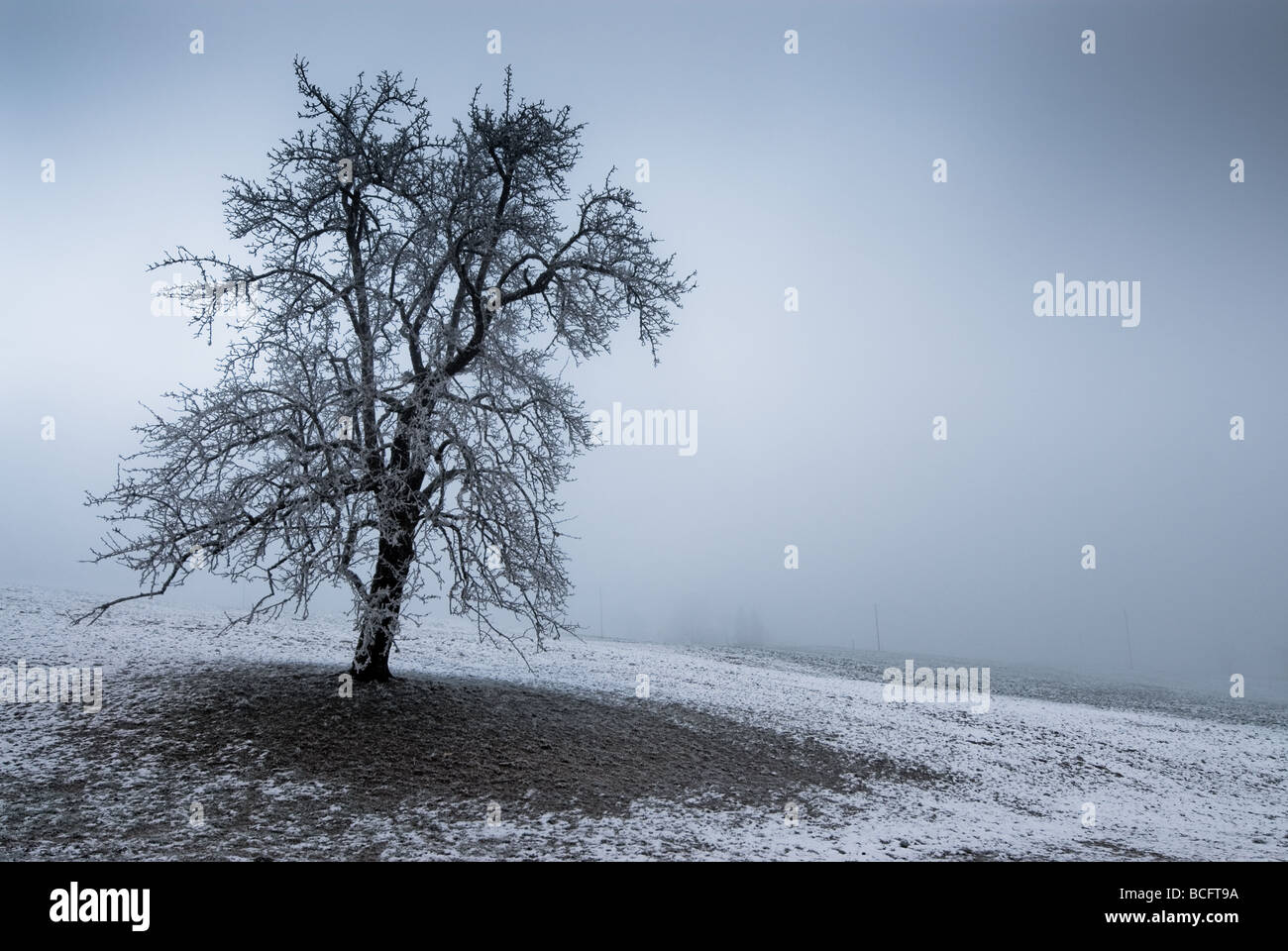 Moody scenic tree hi-res stock photography and images - Alamy