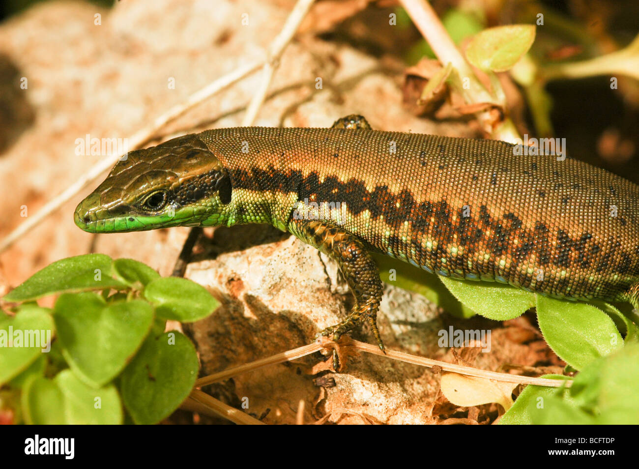 Jordan lebanon hi-res stock photography and images - Alamy