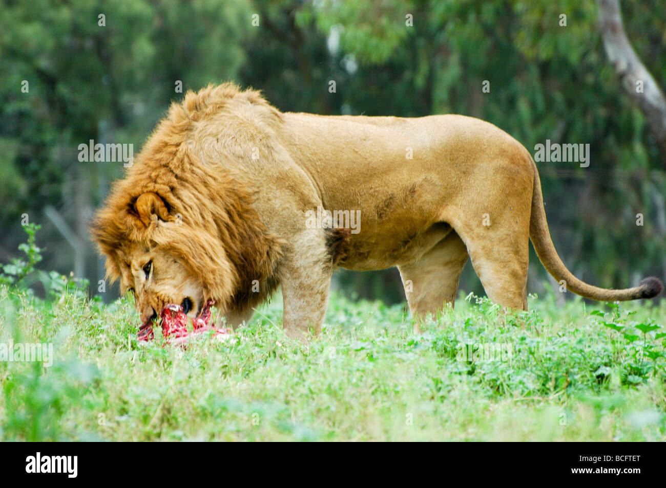 Lion eating carcass hi-res stock photography and images - Alamy