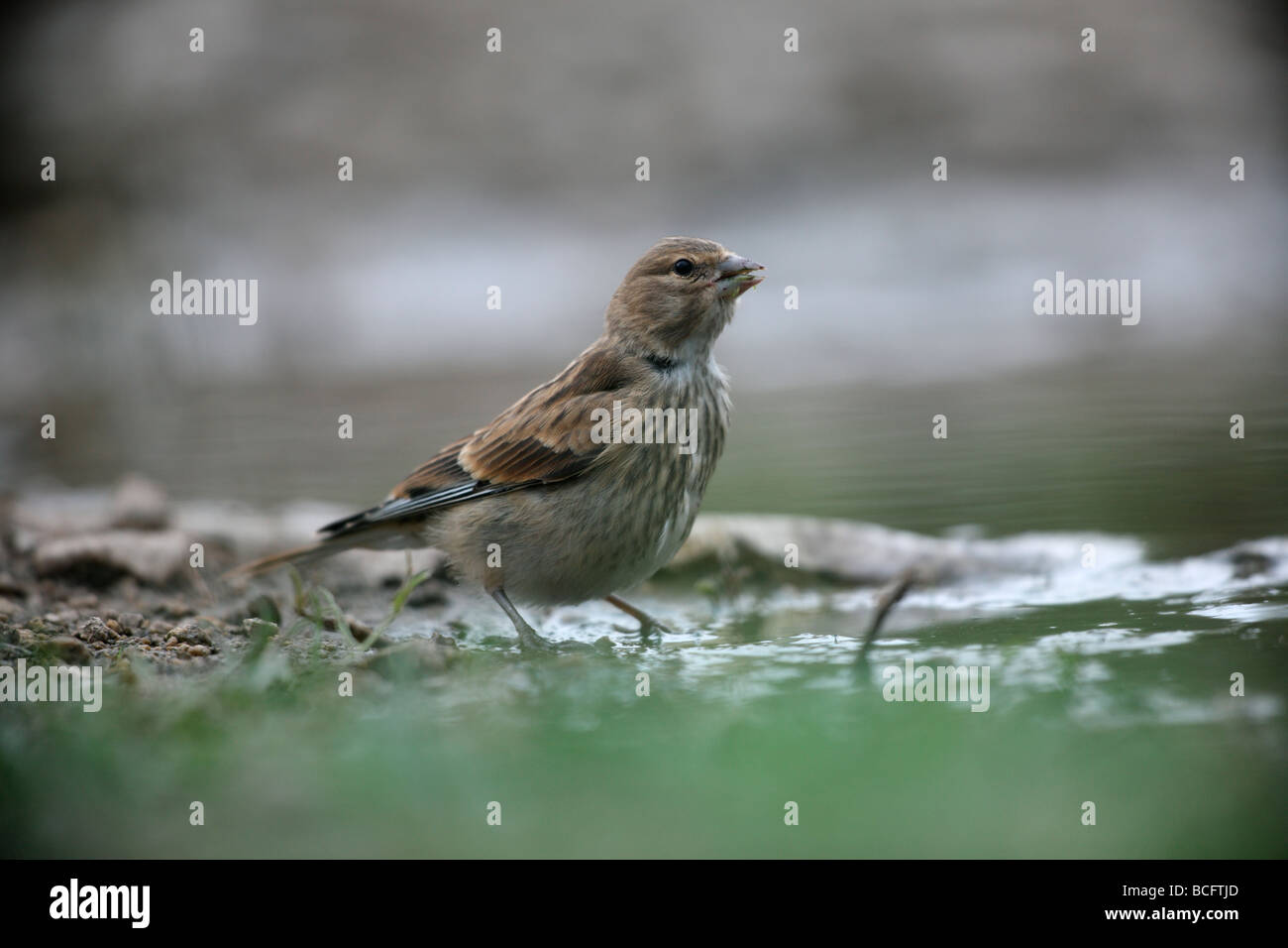 Female linnet hi-res stock photography and images - Alamy