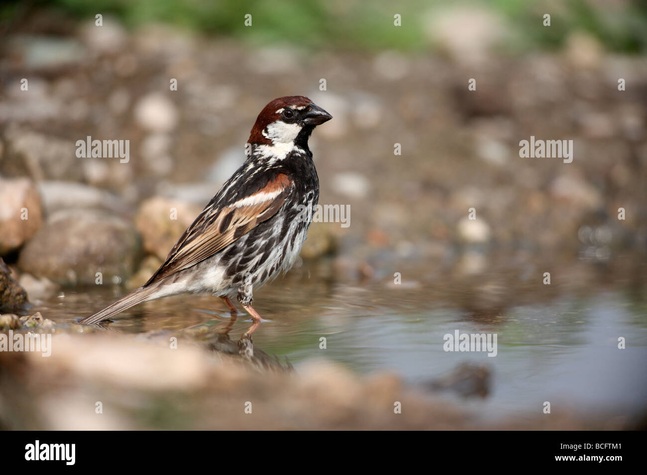 Spanish sparrow Passer hispaniolensis male Bulgaria June 2009 Stock ...