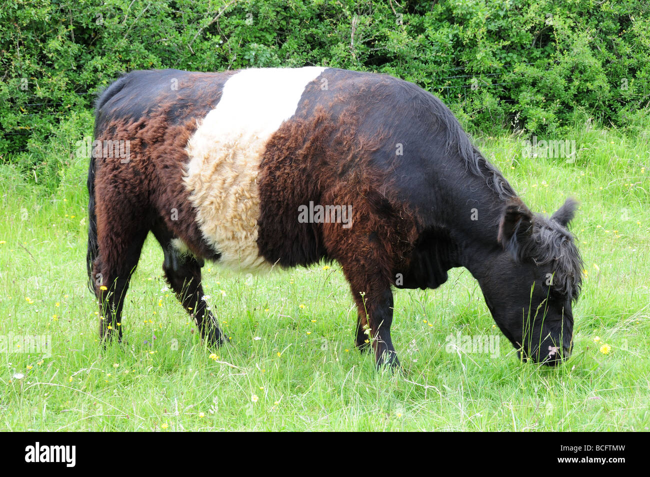 Galloway cow hi-res stock photography and images - Alamy