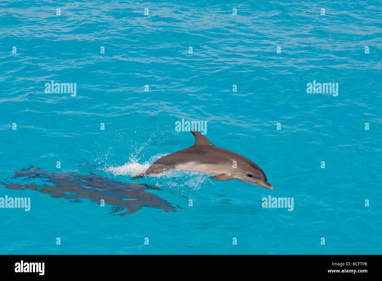 Spotted dolphin Stenella frontalis Atlantic Ocean Bahamas Stock Photo ...