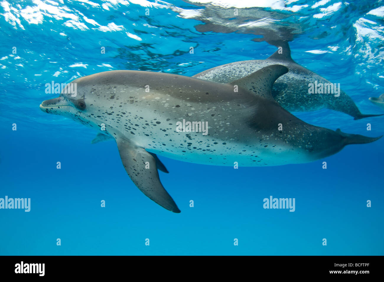 Spotted dolphin Stenella frontalis underwater Atlantic Ocean Stock ...