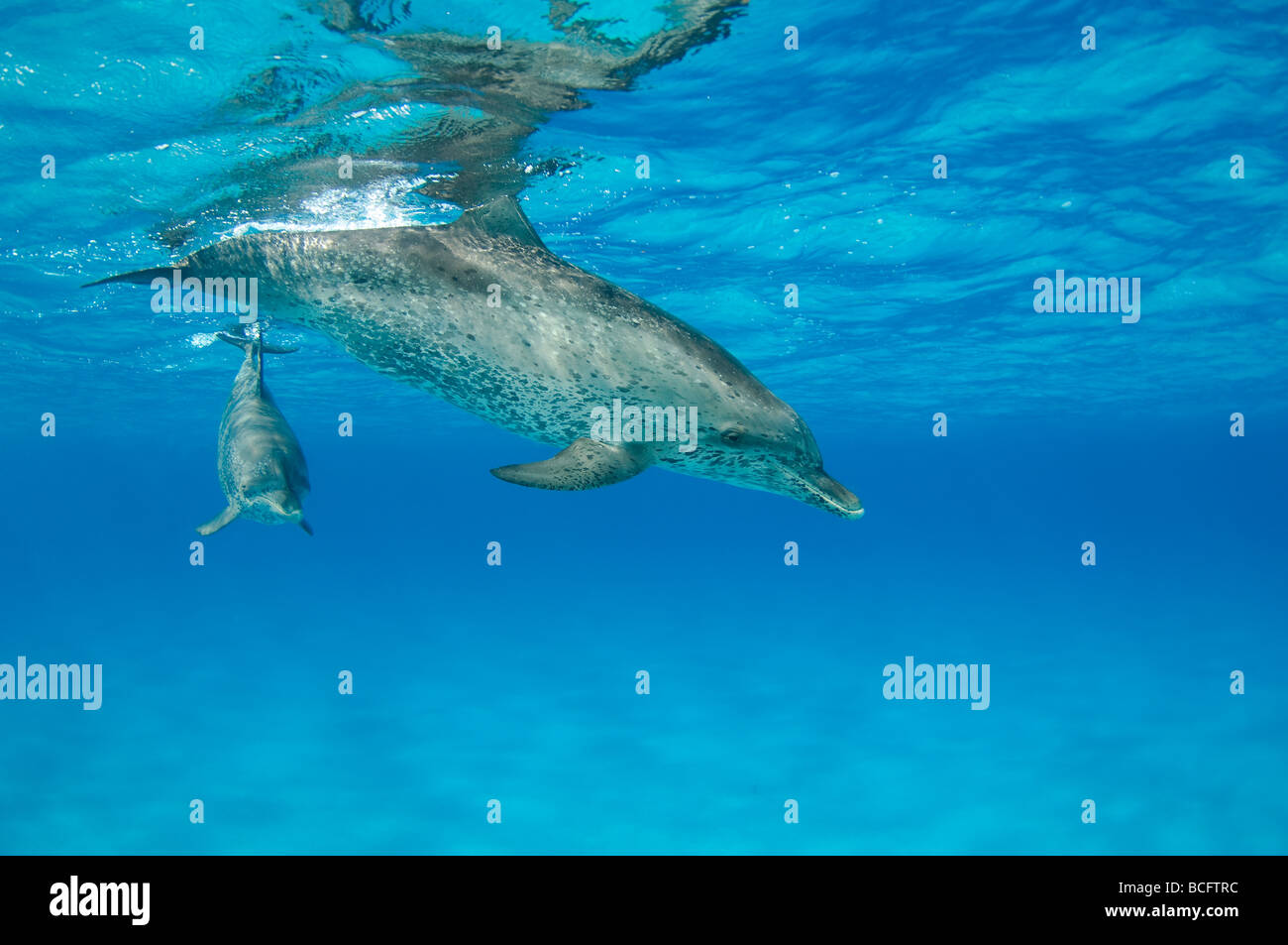 Spotted dolphin Stenella frontalis underwater Atlantic Ocean Stock ...