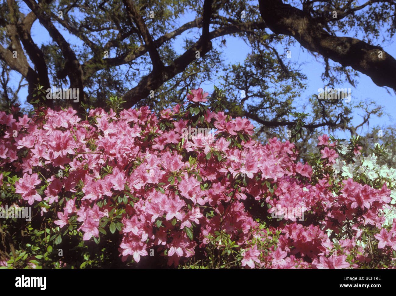 Azaleas in bloom in Florida garden Stock Photo - Alamy